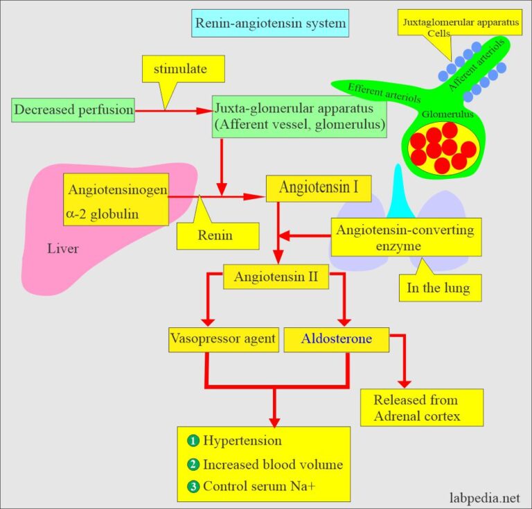 Aldosterone and Renin-Angiotensin System - Labpedia.net