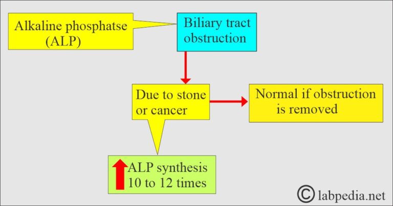 Alkaline phosphatase (ALP) - Labpedia.net
