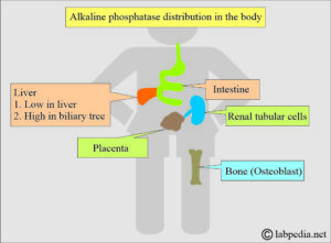 Alkaline phosphatase (ALP) - Labpedia.net