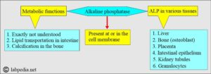 Alkaline phosphatase (ALP) - Labpedia.net
