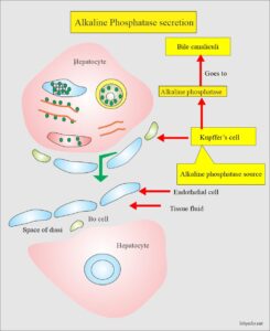Alkaline Phosphatase (ALP)