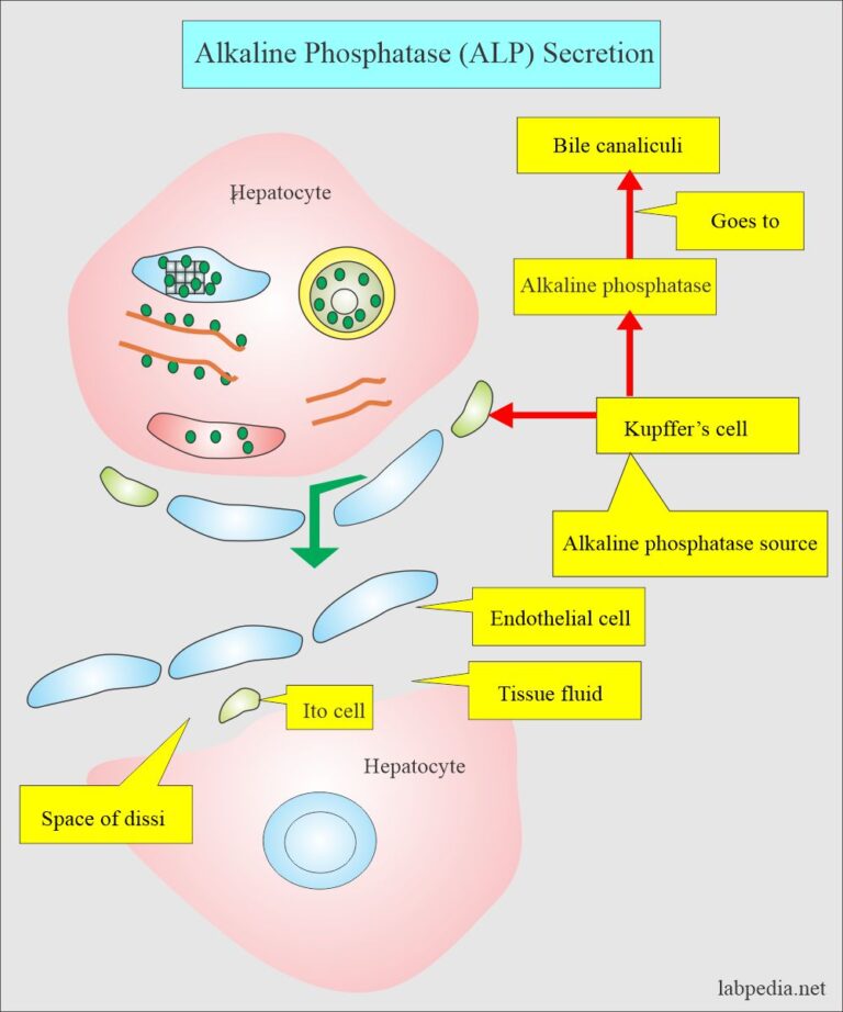 Tumor Markers:- Part 3 - Alk. phosphatase, CK, LDH, Acid phosphatase ...