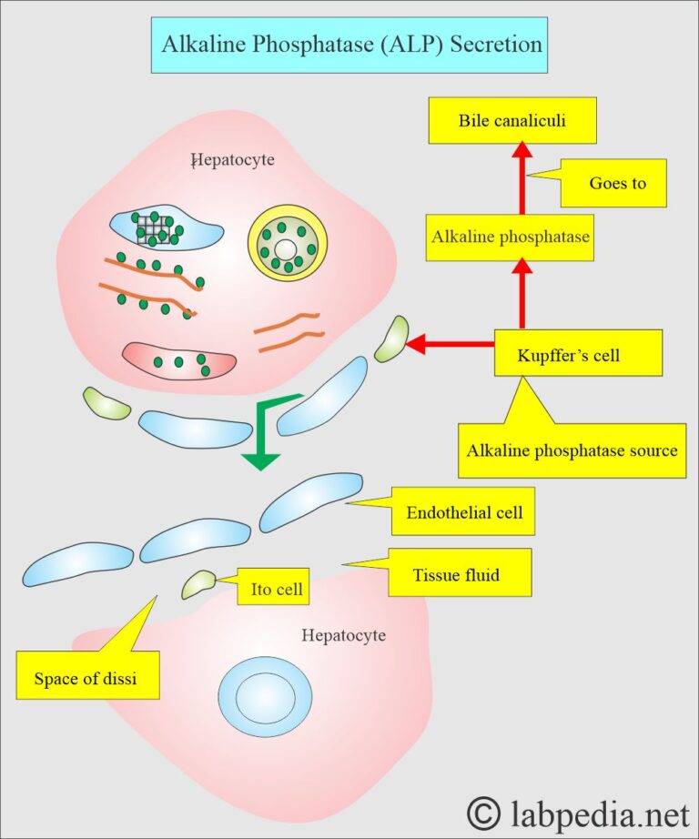 Alkaline phosphatase (ALP) - Labpedia.net