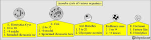Entamoeba Histolytica, Life cycle, Amebiasis Diagnosis - Labpedia.net