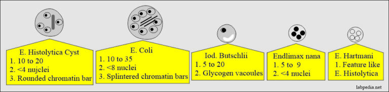 Amoebiasis, Entamoeba Histolytica, Life cycle, Diagnosis, and ...