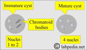 Entamoeba Histolytica, Life cycle, Amebiasis Diagnosis - Labpedia.net