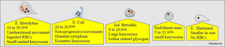 Amoebiasis, Entamoeba Histolytica, Life cycle, Diagnosis, and ...