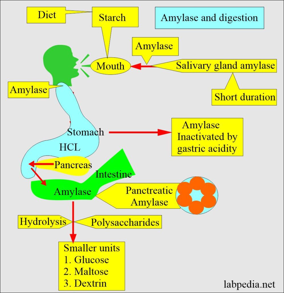 Diagnostic value of various enzymes
