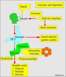 Amylase Serum and Acute Pancreatitis Diagnosis - Labpedia.net