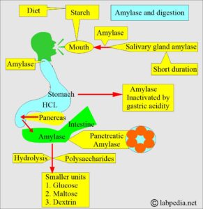 Understanding Amylase Serum in Acute Pancreatitis Diagnosis