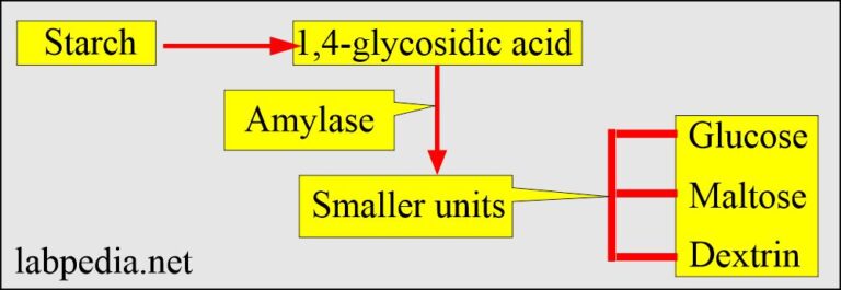Pancreatic Functions and Acute pancreatitis - Labpedia.net