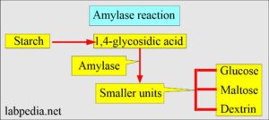 Amylase Serum and Acute Pancreatitis Diagnosis - Labpedia.net
