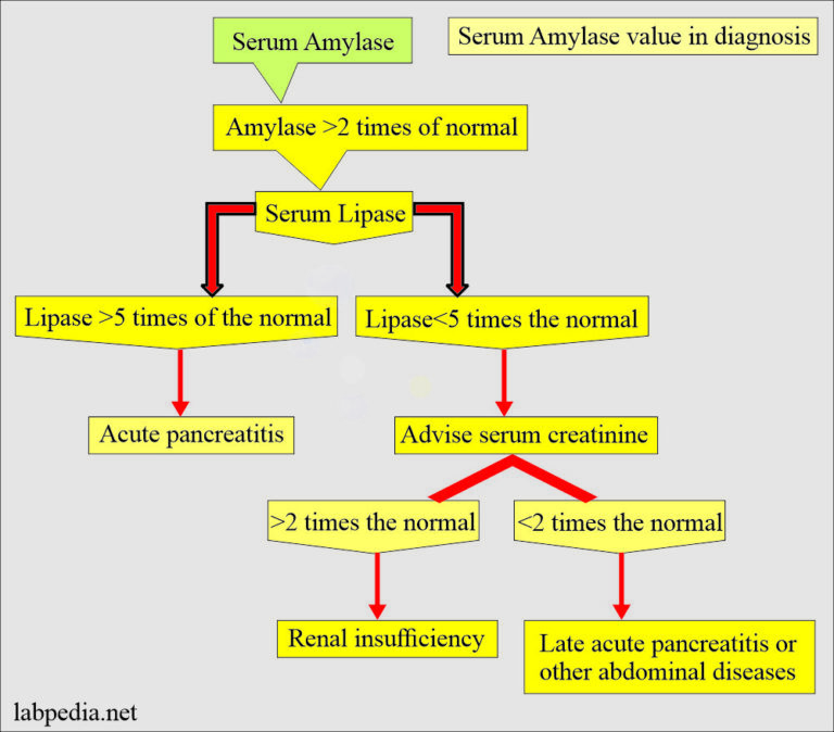 Amylase Serum and Acute Pancreatitis Diagnosis - Labpedia.net