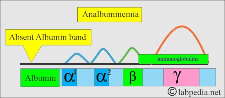 Understanding Albumin: Key Role in Serum and Health