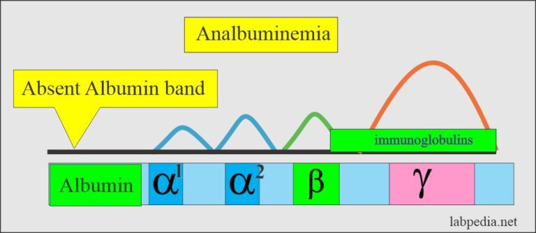 Albumin (Serum Albumin) - Labpedia.net