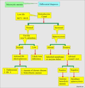 Anemia classification, diagnosis, and routine workup