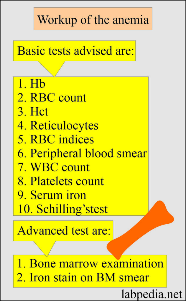Anemia classification, diagnosis, and routine workup