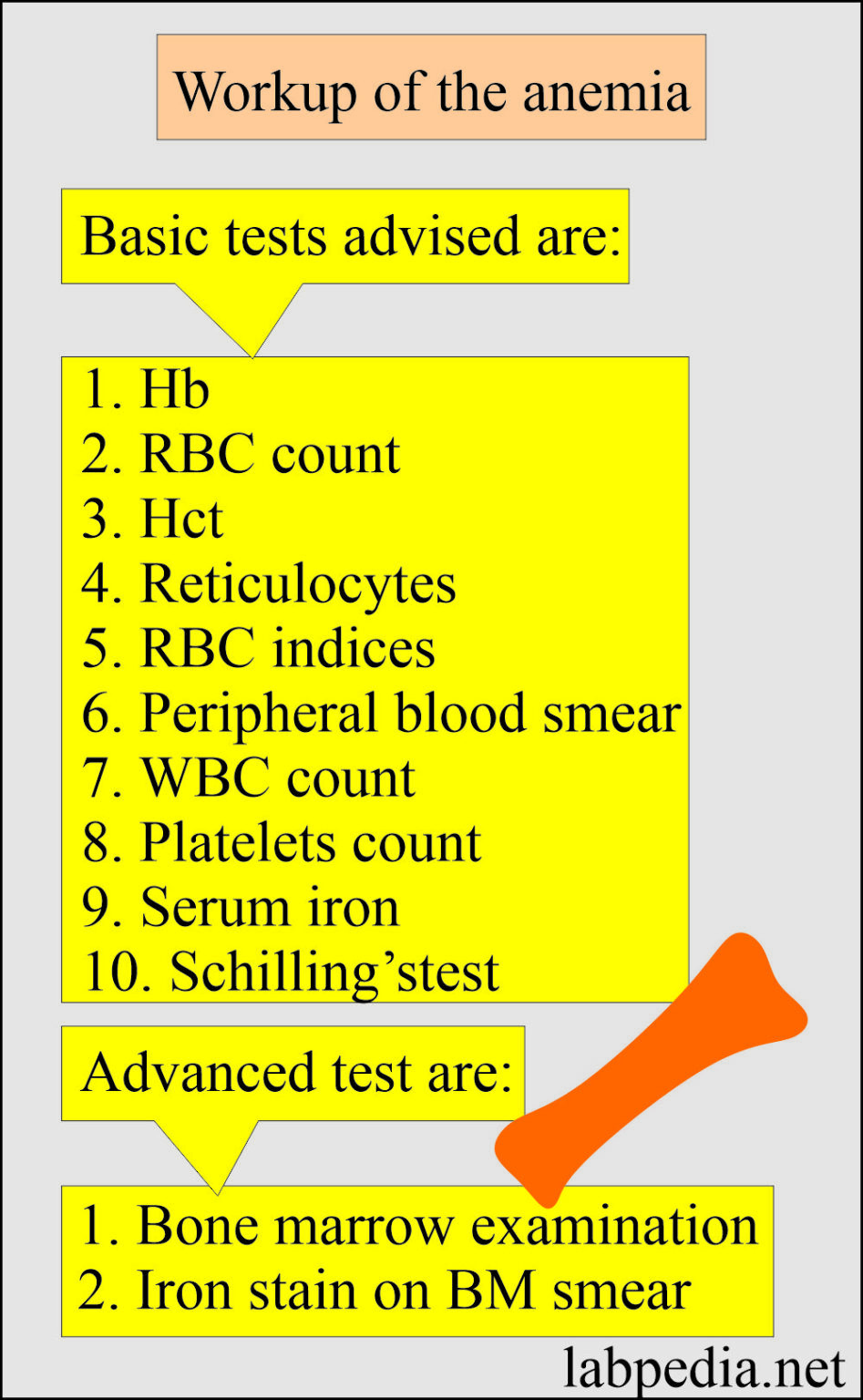 Anemia classification, diagnosis, and routine workup