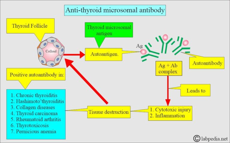 Anti-Thyroid Antibodies - Labpedia.net