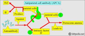 Anti-parietal cell antibody (APCA) - Labpedia.net