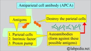Anti-parietal cell antibody (APCA) - Labpedia.net