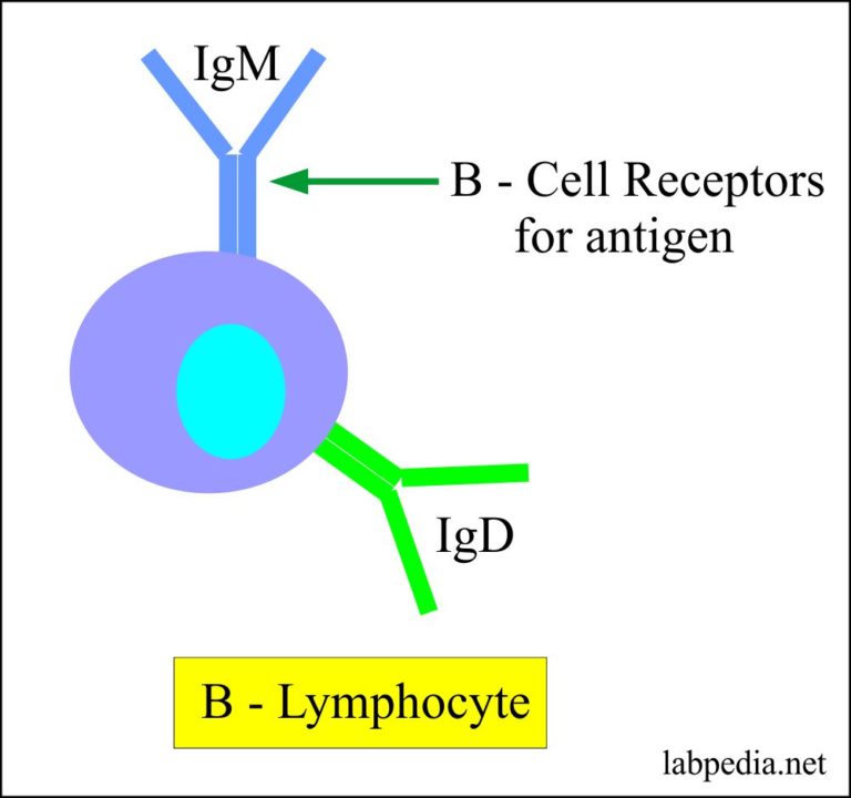 immunoglobulin-d-igd-labpedia