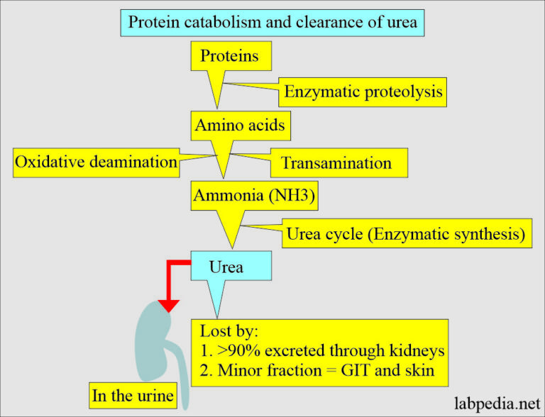Blood Urea Nitrogen (BUN) or Urea Nitrogen, and Interpretations
