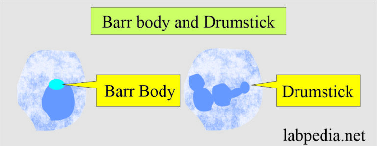 Barr Bodies detection and Drumstick - Labpedia.net