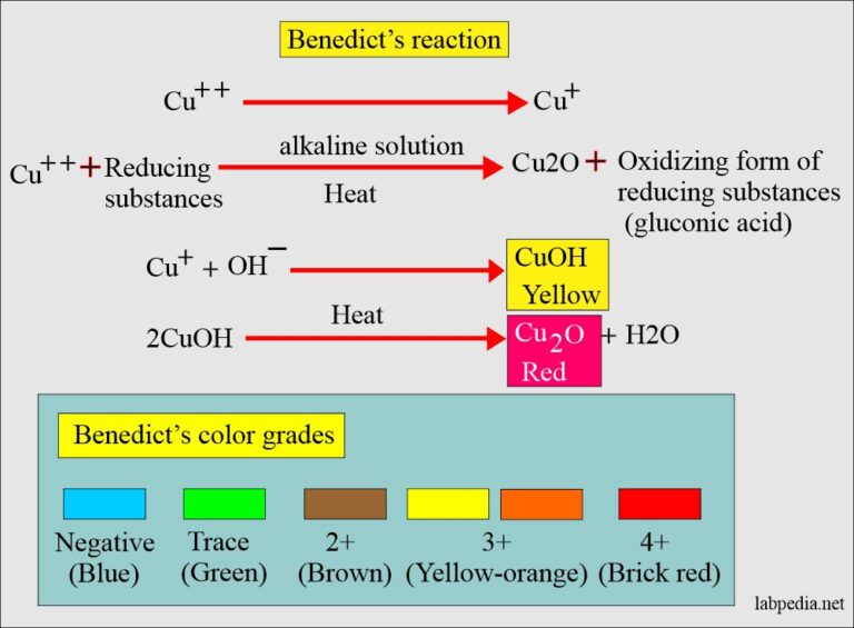 Stool Examination:- Part 4 - Reducing substances, Breath Test, and ...