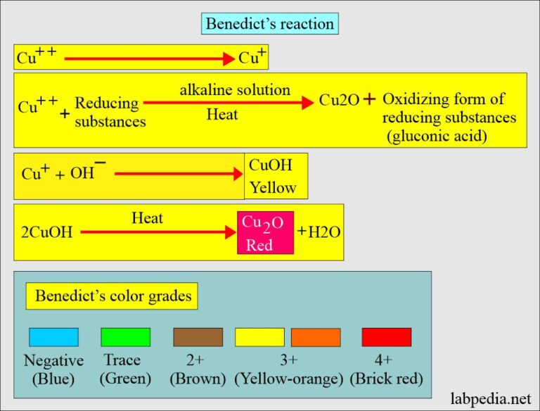 Stool Examination:- Part 3 - Reducing substances, Breath Test, and ...
