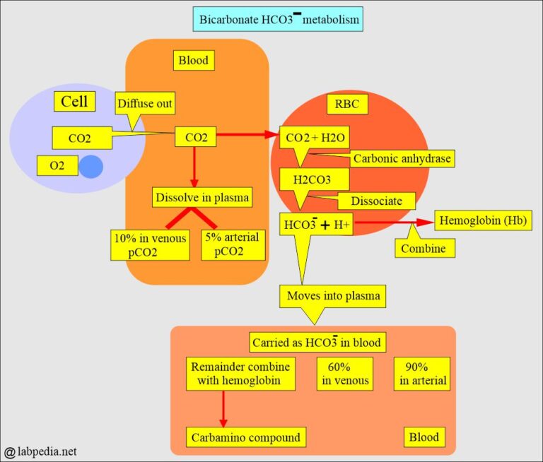Understanding Bicarbonate Level (HCO3-) in Acid-Base Balance
