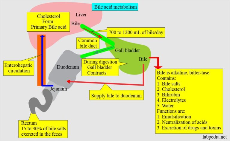 Urine Bile Salts and Bile Acid Metabolism