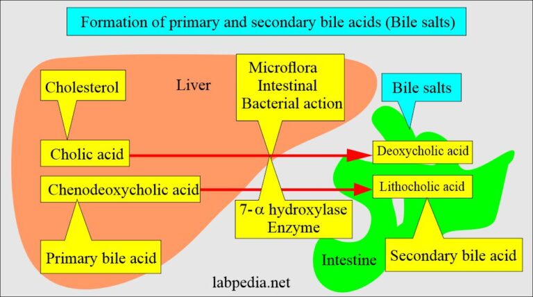 Urine Bile Salts and Bile Acid Metabolism