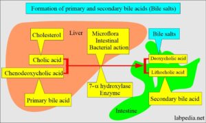 Urine Bile Salts and Bile Acid Metabolism
