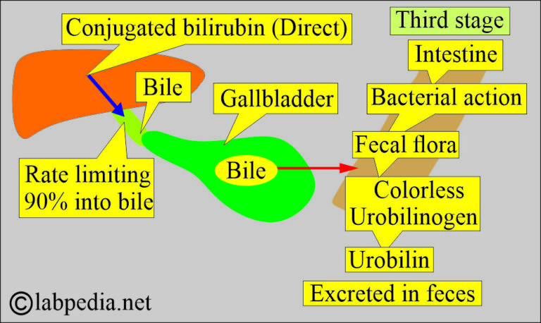 Bilirubin:- Part 1 - Bilirubin (Direct and Indirect), Classification of ...