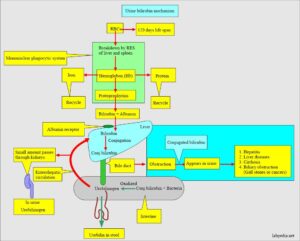 Urine Bilirubin, Bilirubinuria - Labpedia.net