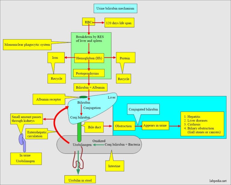 Urine Bilirubin, Bilirubinuria - Labpedia.net