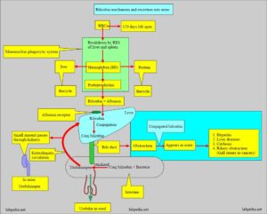 Urine Bilirubin, Bilirubinuria - Labpedia.net