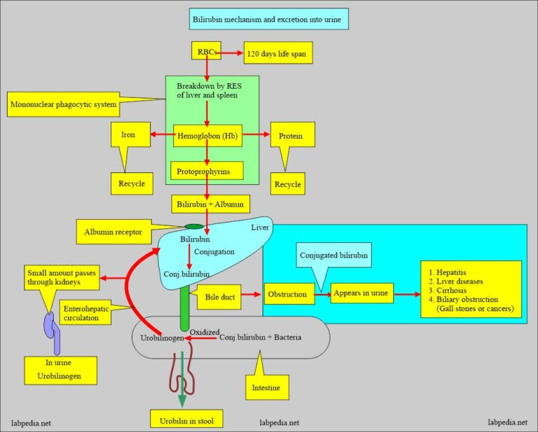 Urine Bilirubin, Bilirubinuria - Labpedia.net