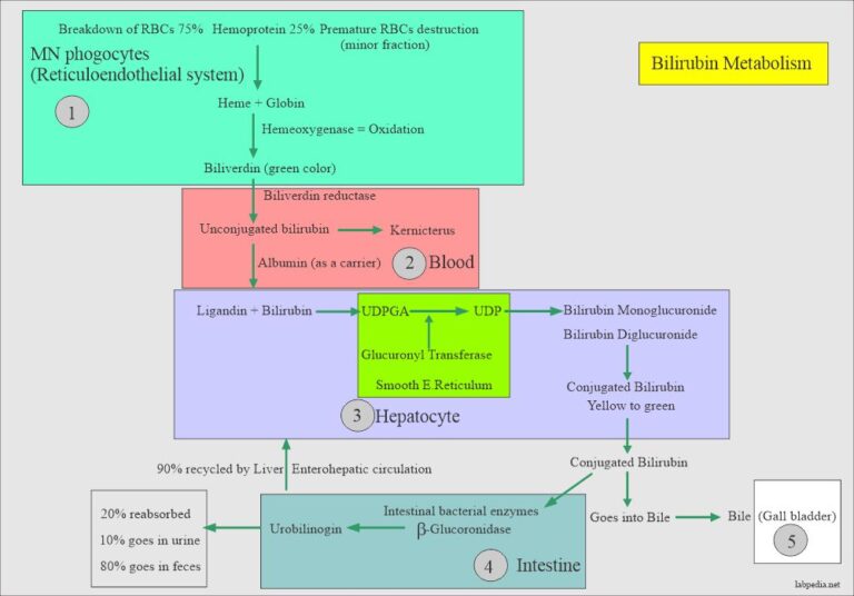 Urine Bilirubin, Bilirubinuria - Labpedia.net