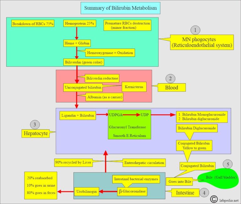 Bilirubin:- Part 1 - Bilirubin (Direct and Indirect), Classification of ...