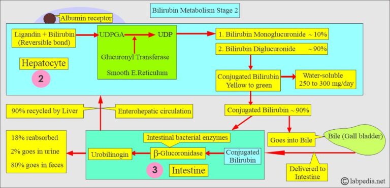 Bilirubin:- Part 1 - Bilirubin (Direct and Indirect), Classification of ...