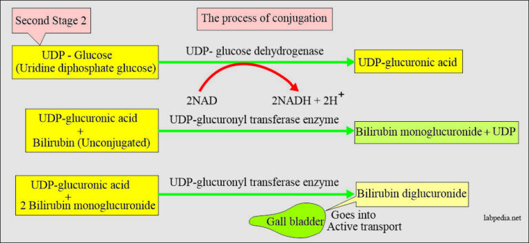 Bilirubin Part 1 Total Bilirubin Direct And Indirect Bilirubin