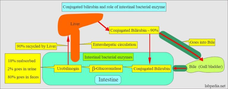 Bilirubin:- Part 1 - Total Bilirubin (Direct and Indirect Bilirubin ...