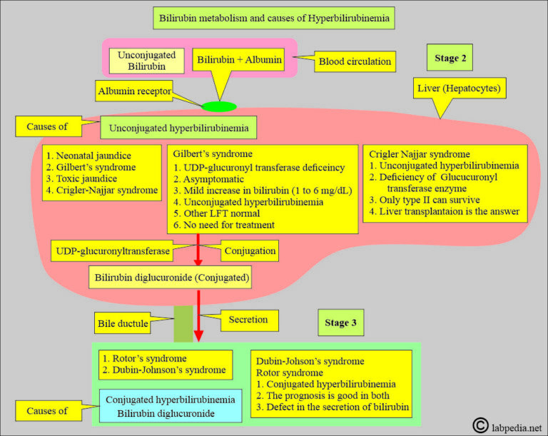 Bilirubin:- Part 1 - Bilirubin (Direct and Indirect), Classification of ...
