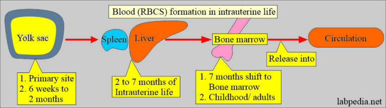 Red blood cell- part-1-Erythropoeisis, RBC counting procedure