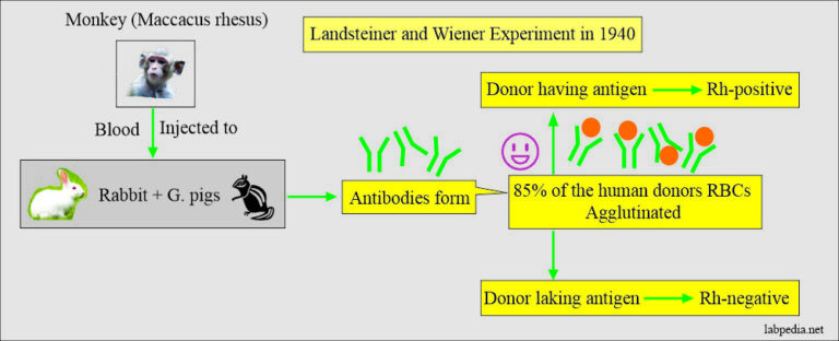 Blood banking:- part 1- Blood Groups ABO and Rh System, Blood Grouping ...