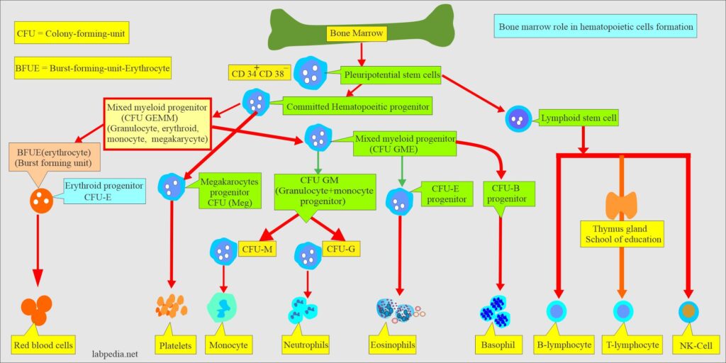 White blood cells:- Part 1 - White Blood Cells (WBC) Development ...