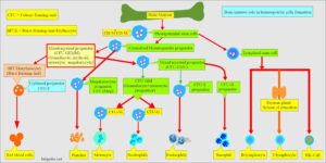 White blood cells:- Part 1 - White Blood Cells (WBC) Development ...