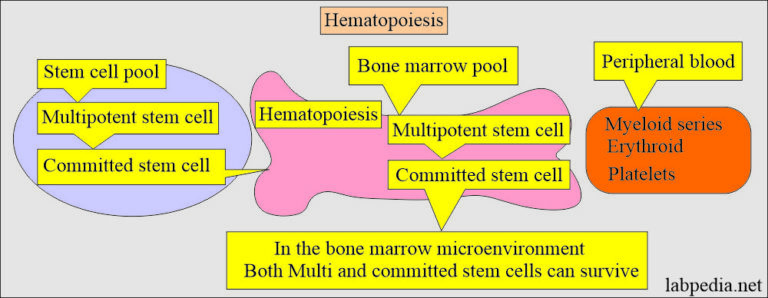 White blood cells:- Part 1 - White Blood Cells (WBC) Development ...